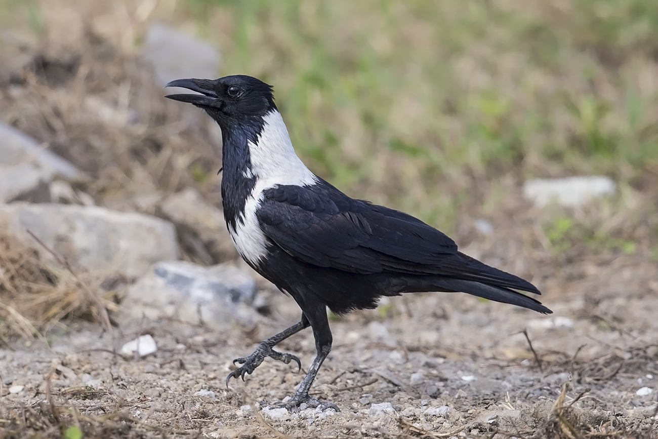 As The Crow Flies - a Hong Kong Birding Blog: Here & There of November