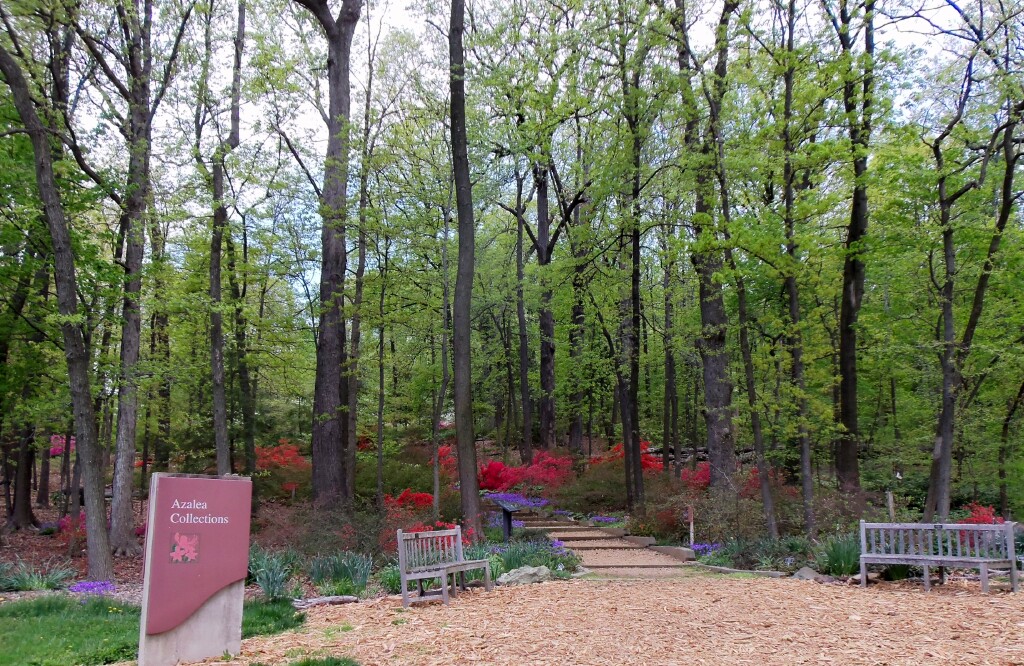 Orange explains it all: National Arboretum Azalea Collection