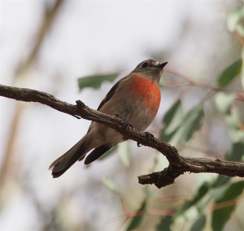 Majura birds: Scarlet Robin pair