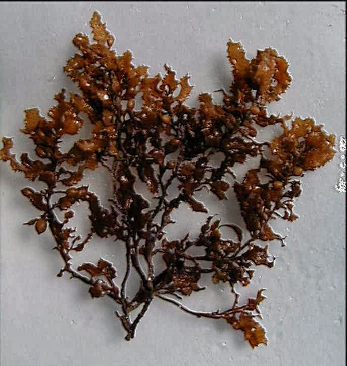 Klasifikasi dan Deskripsi Sargassum sp