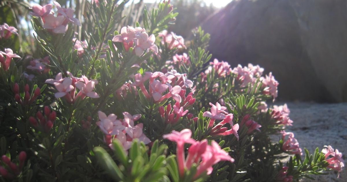 Arrowhead Alpines Blog: The three rules to growing daphnes