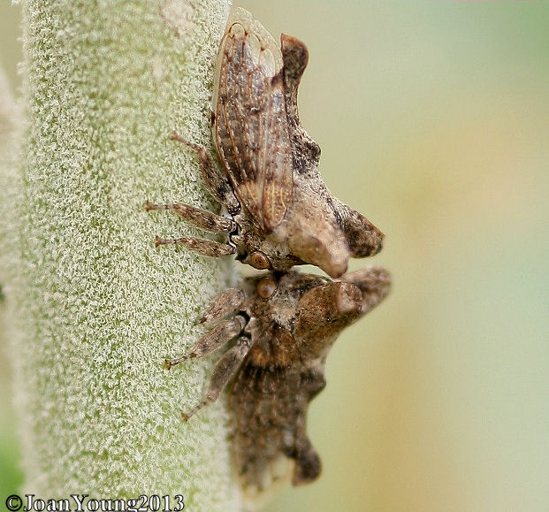 South African Photographs: Treehopper (Anchon nodicornis) family ...