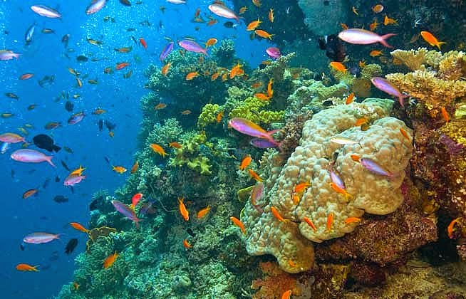 Aprendendo mais sobre invertebrados: Filo Celenterados