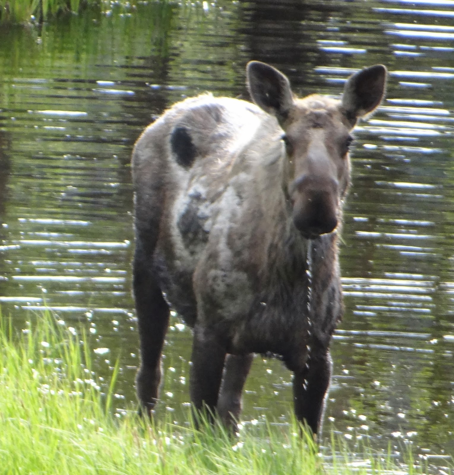 The Henry's Alaskan Adventure: Moose Highway