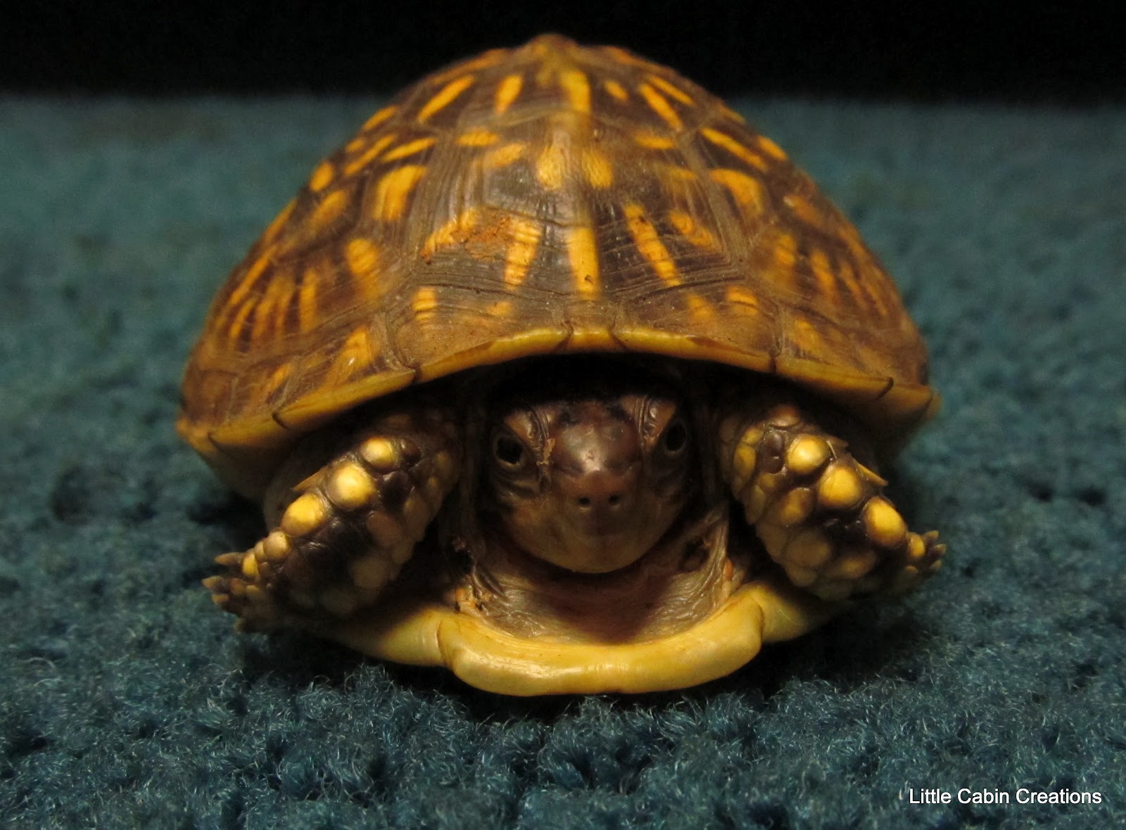 "MAKE DO DOLLS": Missouri Ornate Box Turtle