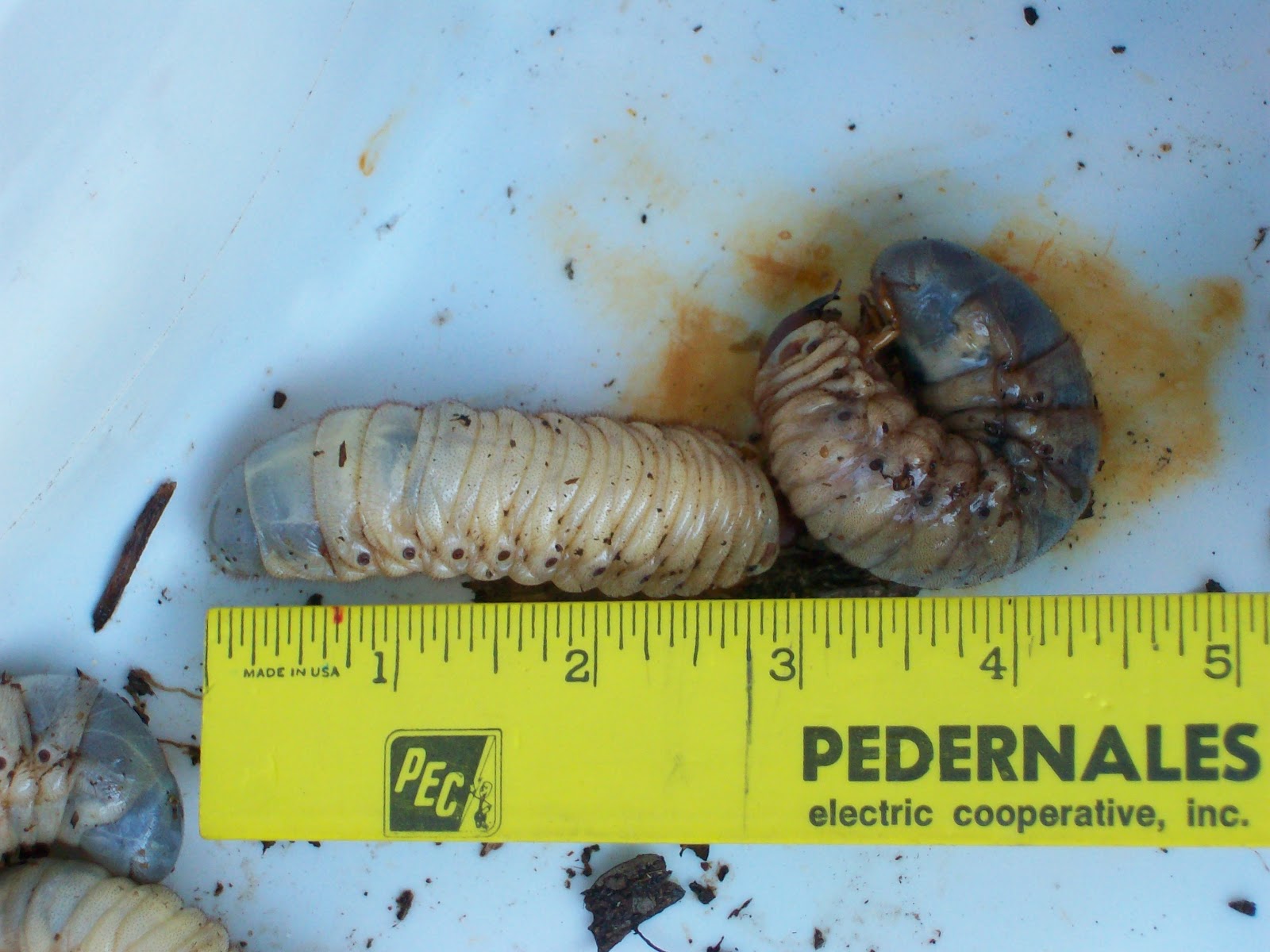 Window on a Texas Wildscape: More BIG grubs!