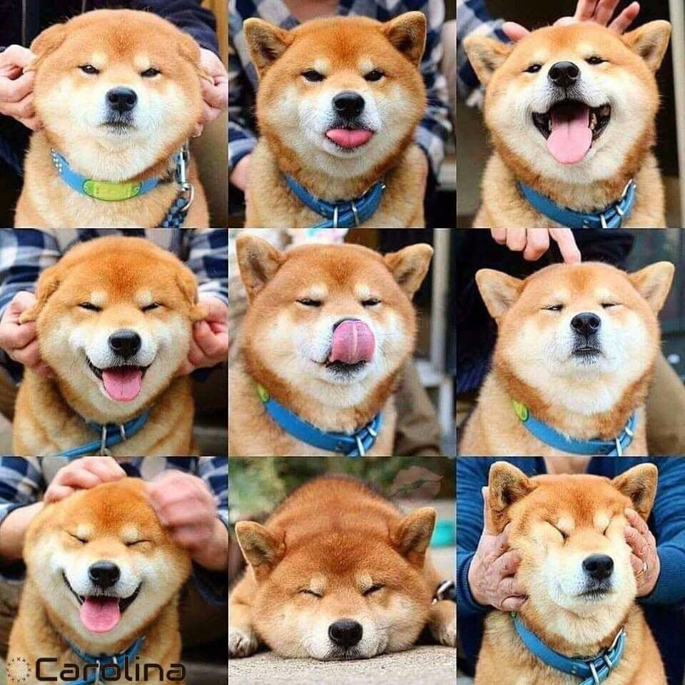 SHIBA - POPULARNY "PIESEŁ"