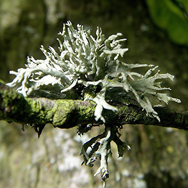 Szypr i perfumy szyprowe