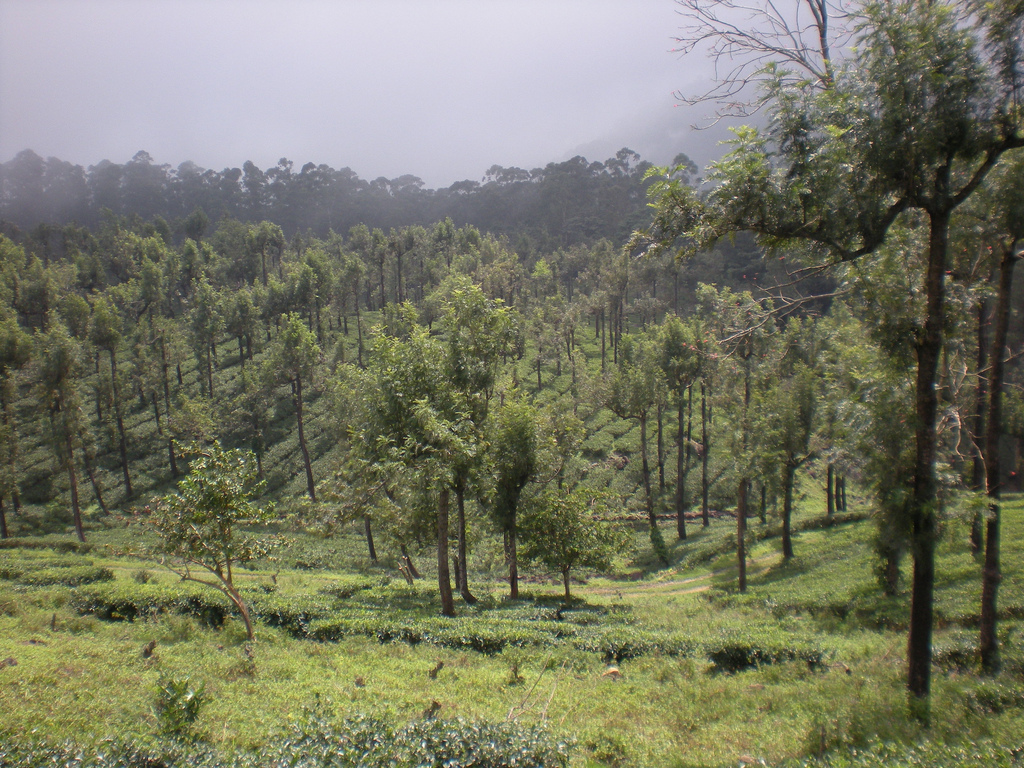 Tamilnadu Tourism: Manimuthar Tea Estate, Manjolai Hills
