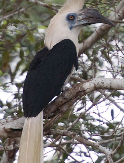 Mengenal Si unik Burung Rangkong (Enggang)