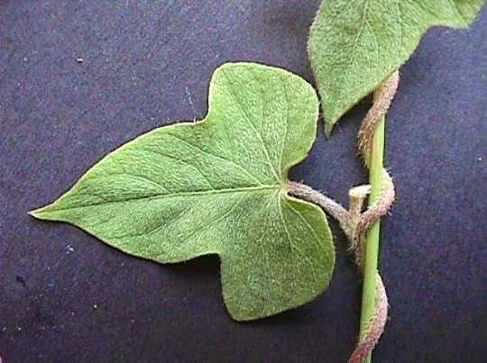 Hablemos de....: Tallo: Función, estructura y adaptaciones al medio