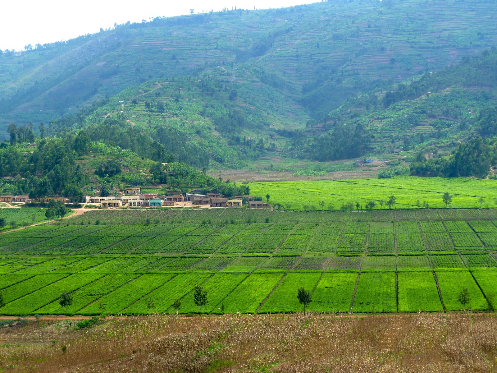 The Kroghs in Kigali!: The Sorwathe Tea Plantation