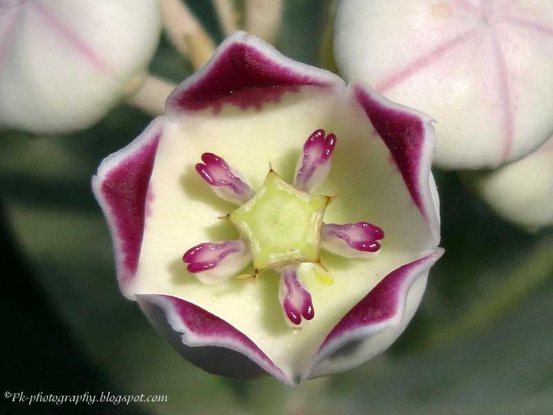 Calotropis procera-Apple of Sodom | Nature, Cultural, and Travel ...