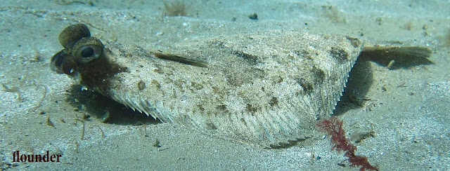 Flounder - flounder