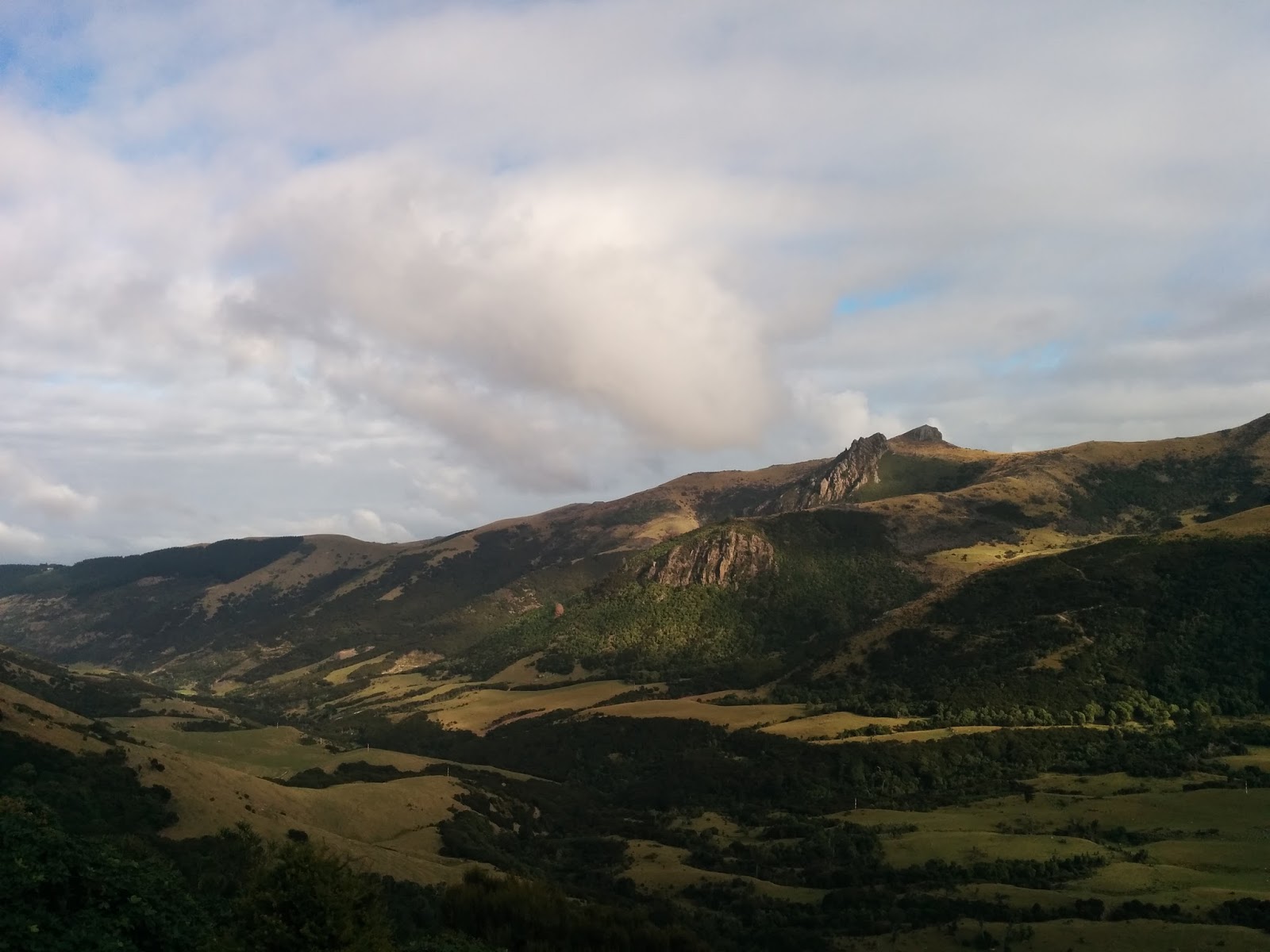 Amber's Blog: Adventures in Birding - Bush Birds of Banks Peninsula