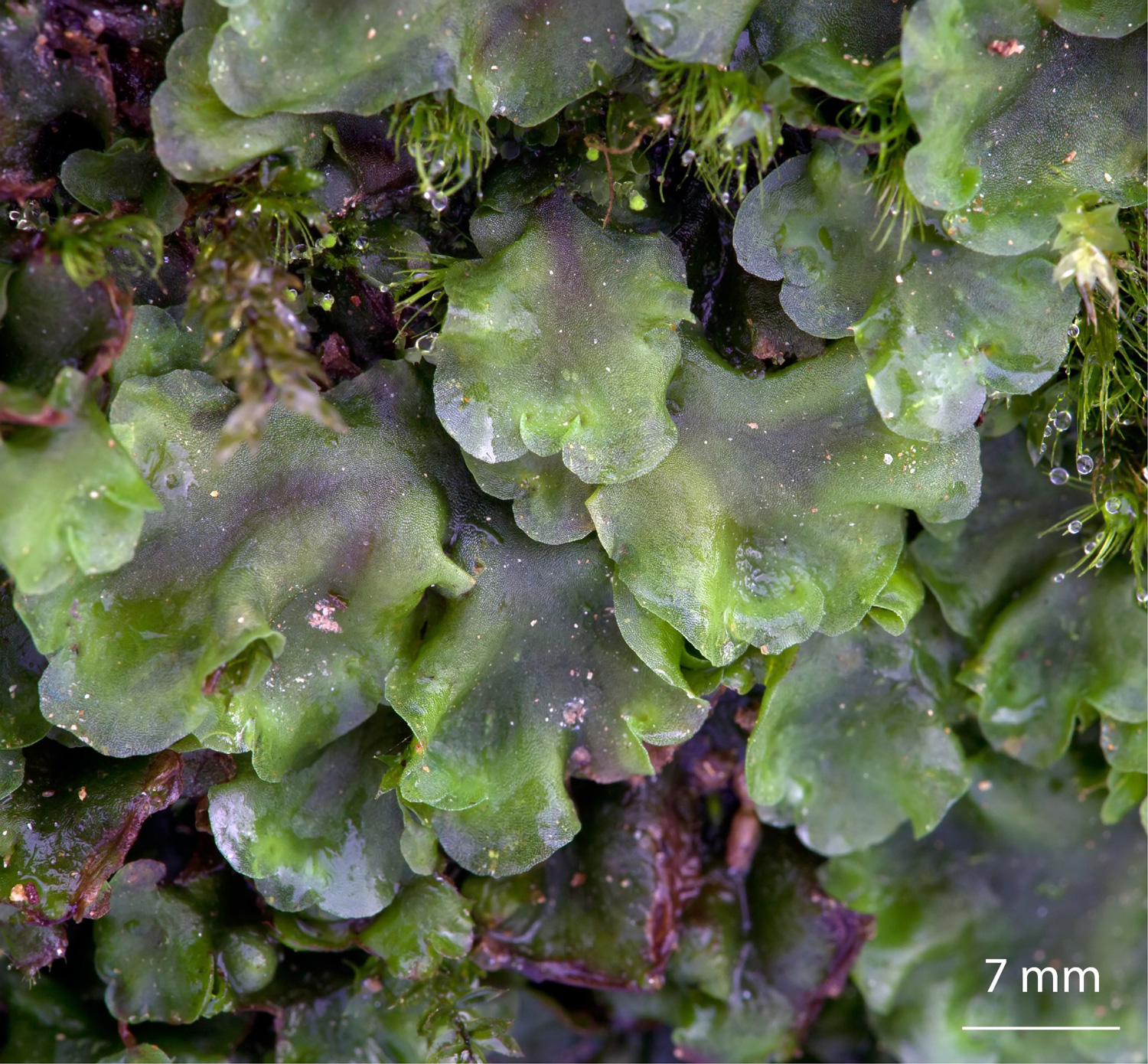 Proyecto Musgo: Pellia epiphylla