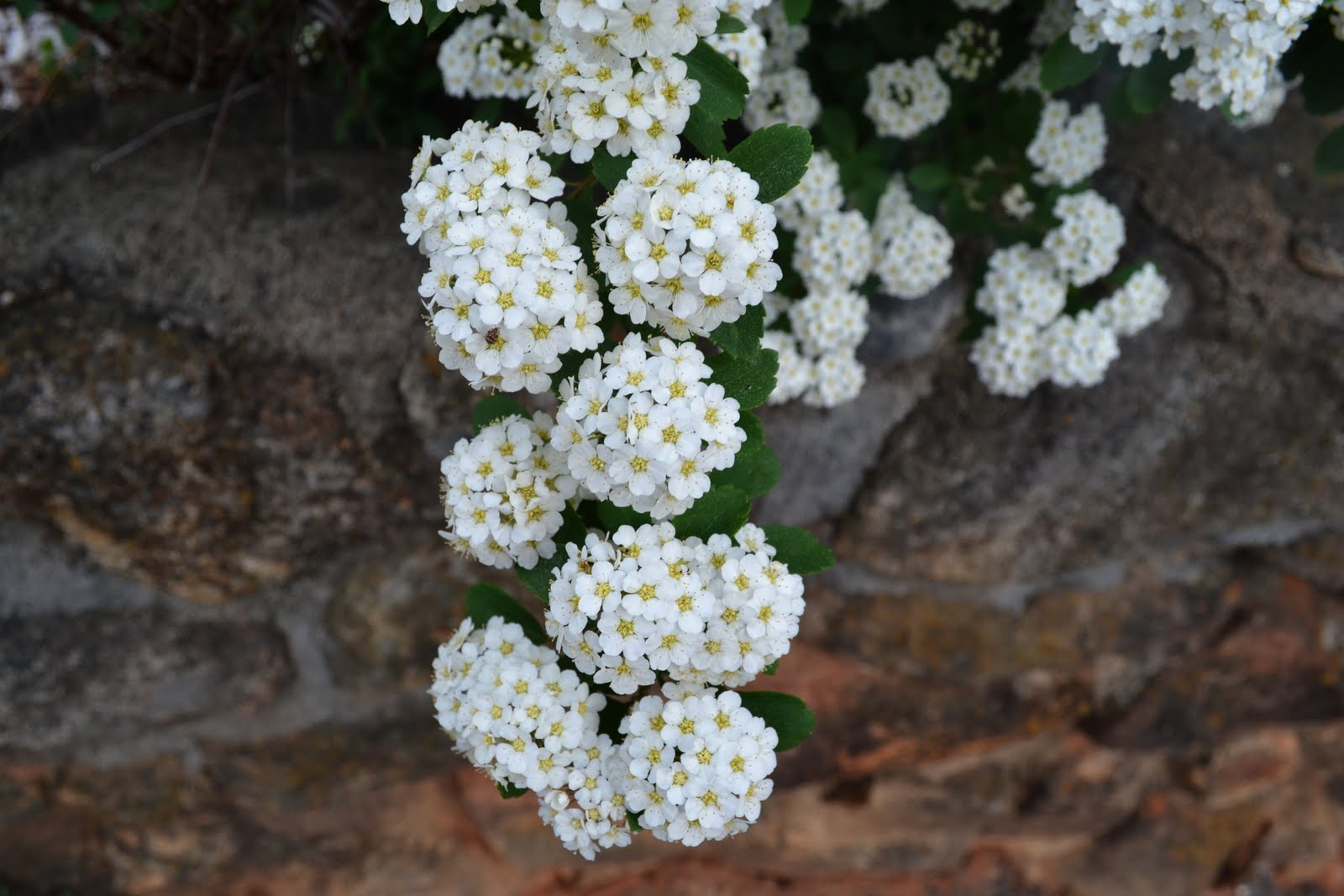 Spirea Plant Spiria | doodlekun