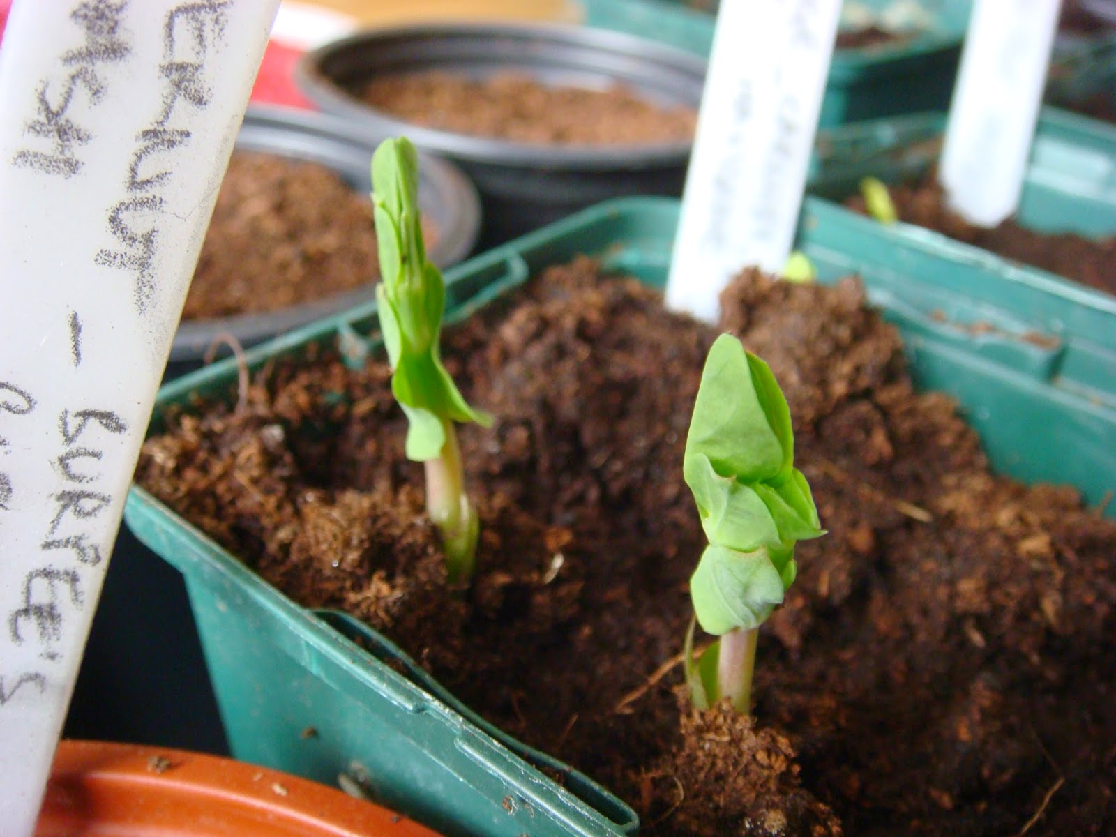 Veg patch from scratch: What different types of seedling look like