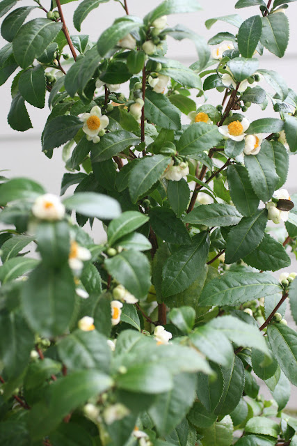 Steph's Cup of Tea: Tea Flowers