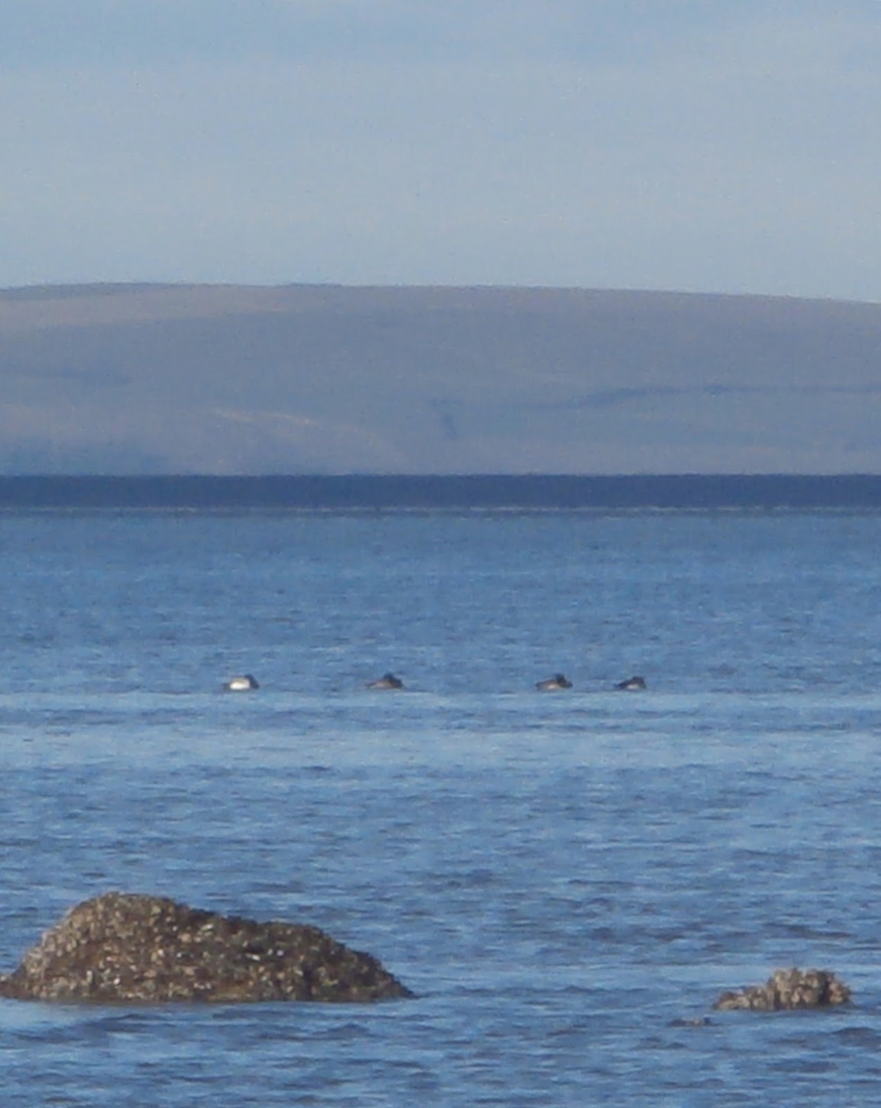 Heysham Bird Observatory: Perfect conditions, perfect 'new' vantage point