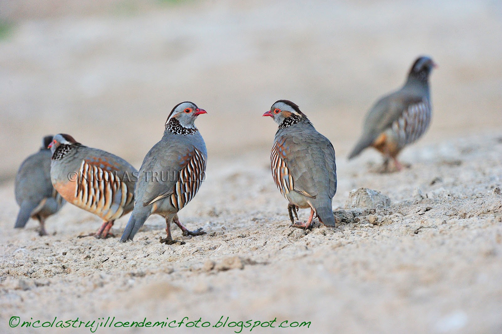 Nicolas Trujillo (Endemic-foto): julio 2015