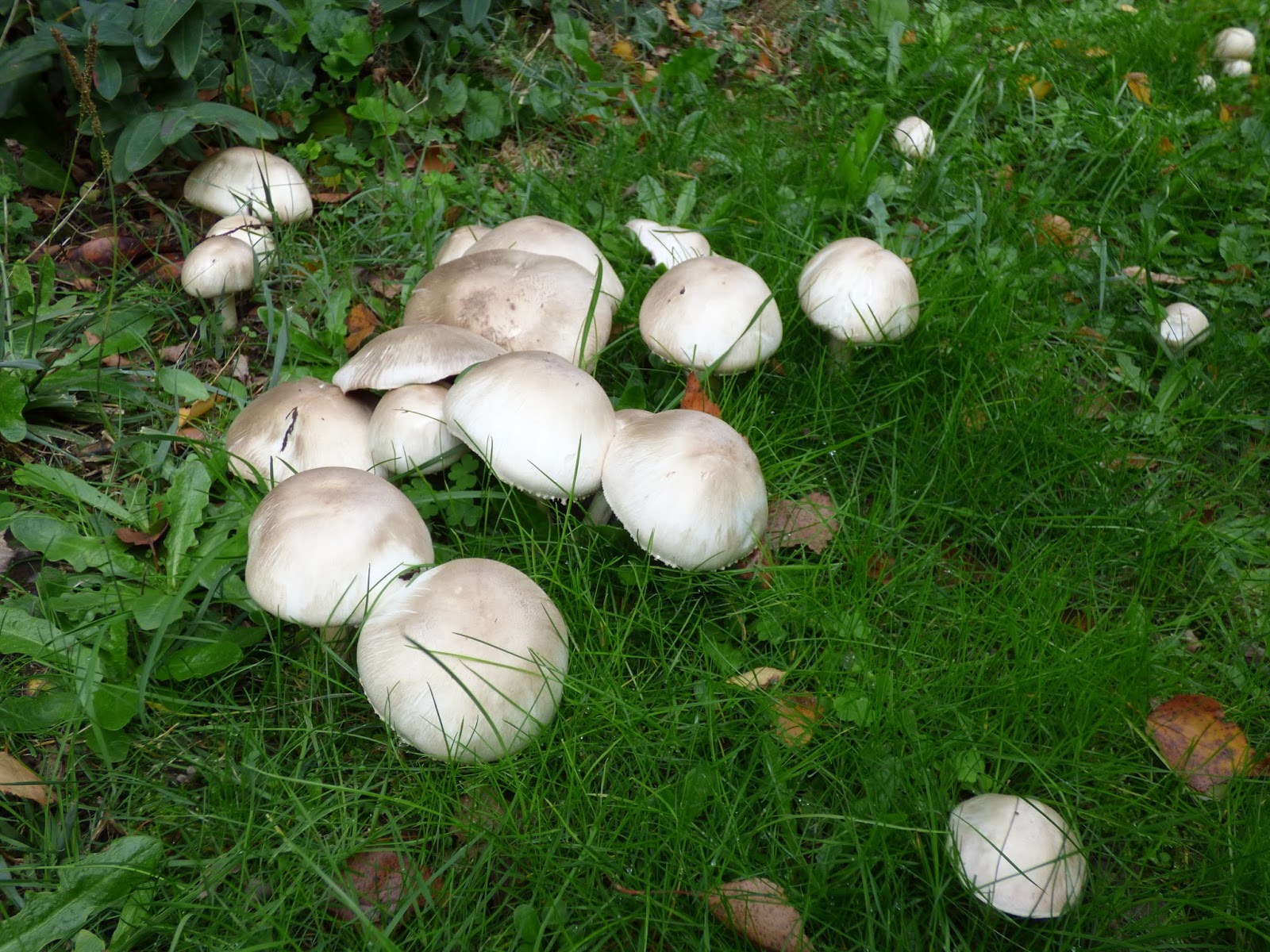 Au commencement: Des champignons au jardin