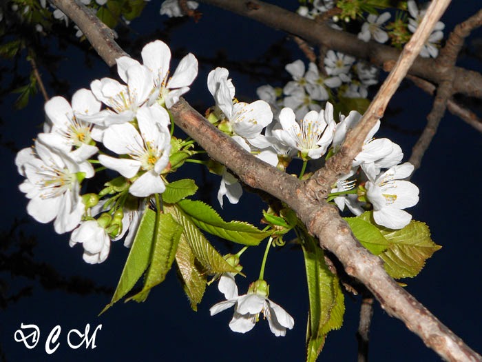 Blogânduri : Răsfăț de cireș înflorit