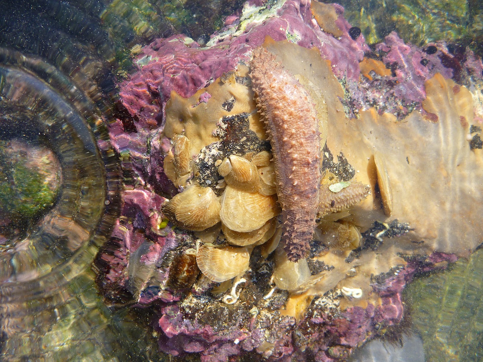 Buzz's Marine Life of Puget Sound: Escape from Puget Sound