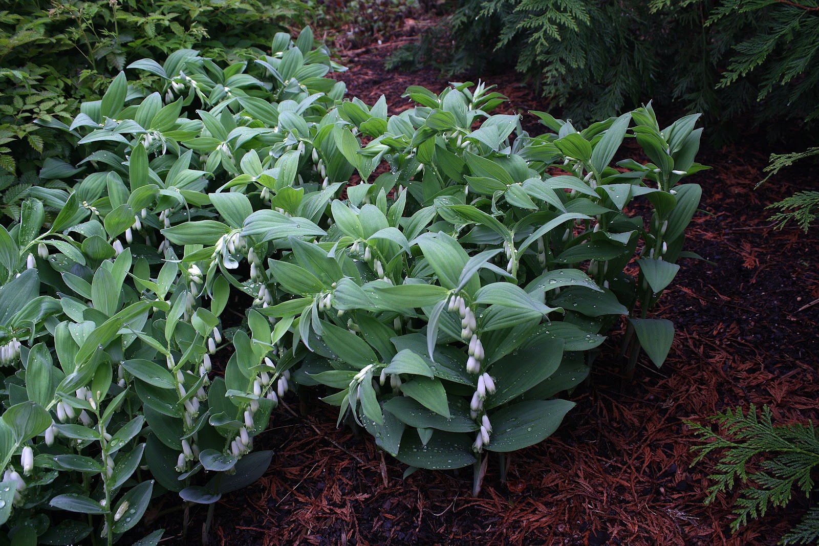 MIDWEST GROUNDCOVERS Display Gardens & Plant Trials