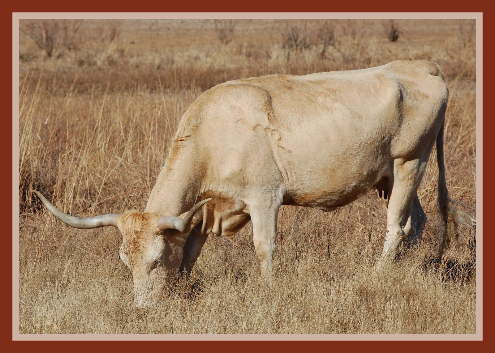 Shutterbugs Capturing the World Around Us: PRIZED CATTLE