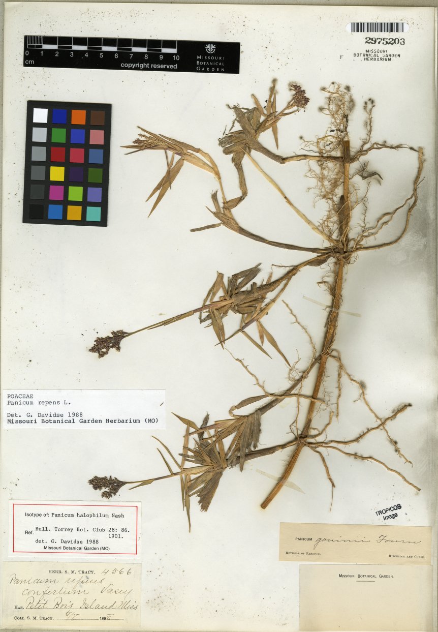 PLANT FAMILIES OF PUERTO RICO AND FLORIDA PAPO VIVES: Poaceae paniceae ...