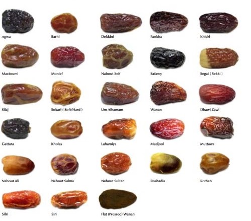Mengenal Jenis Jenis Kurma - 𝕄𝔸ℤℕ𝔸ℝ𝔸