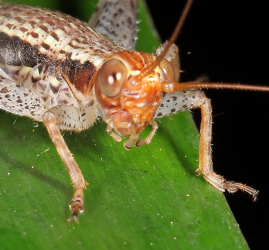 BunyipCo: November 2016