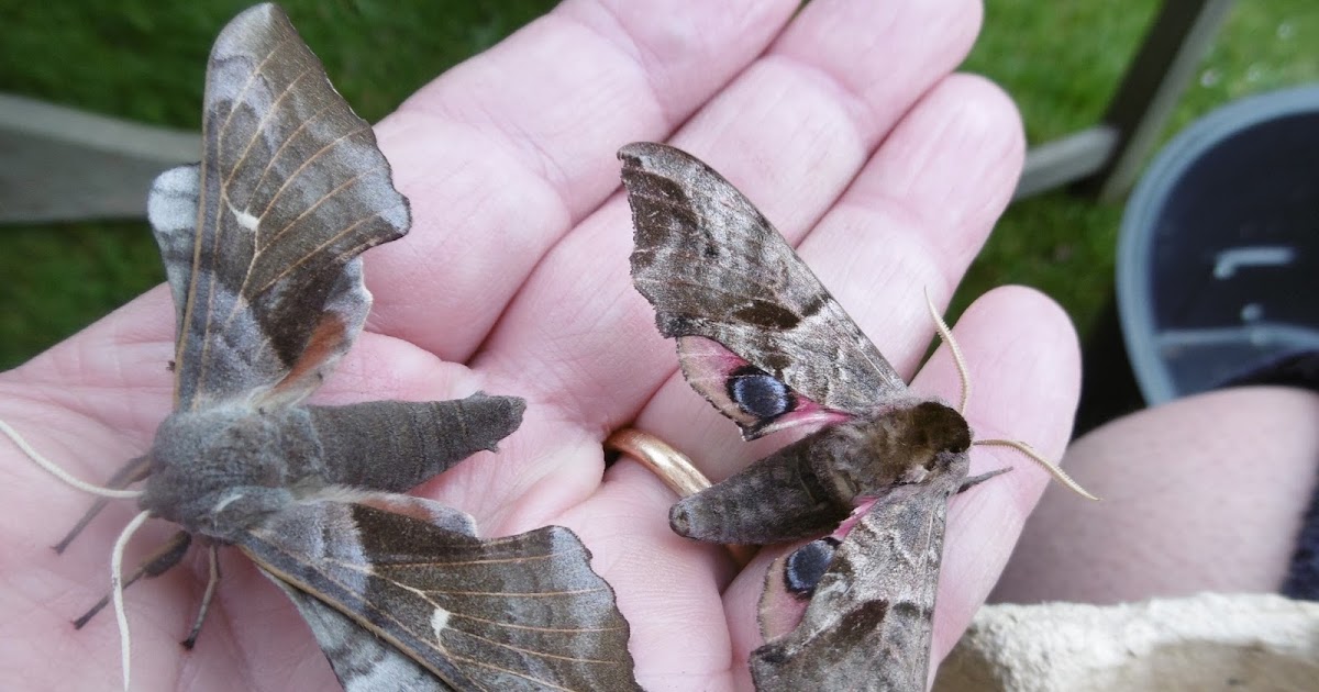 Martin's Moths: Excellent company
