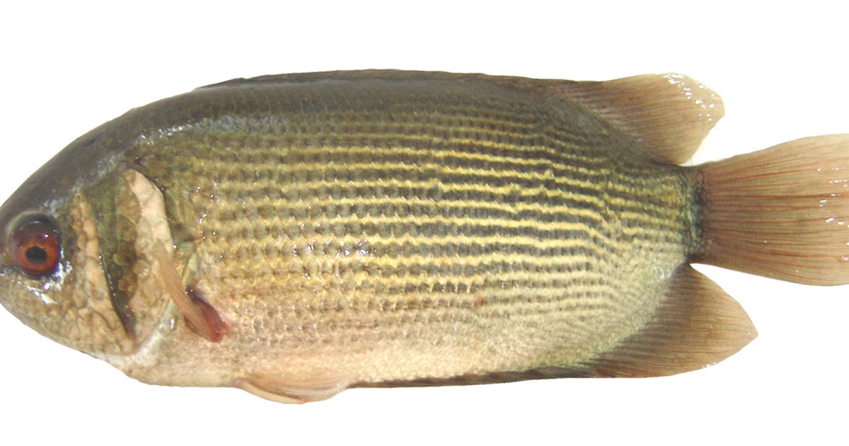 PENGENDALIAN HAMA DAN PENYAKIT IKAN TAMBAKAN