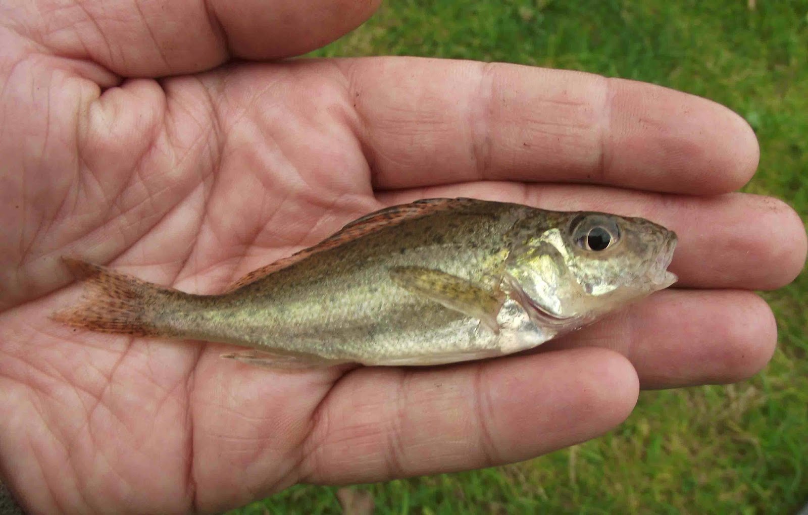 The Lure of Angling: Ruffe redux 3.0