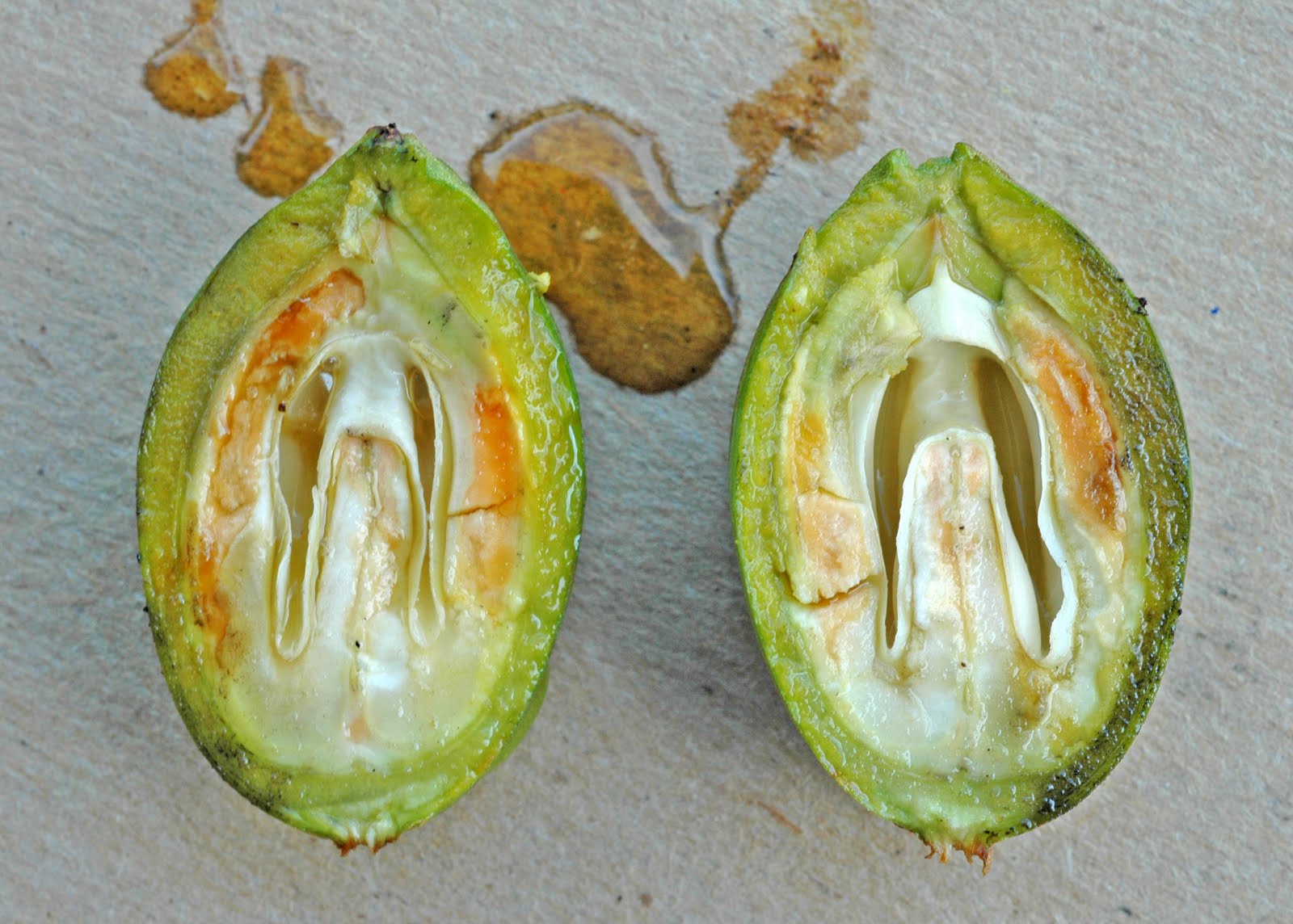 Northern Pecans: Checking nut development