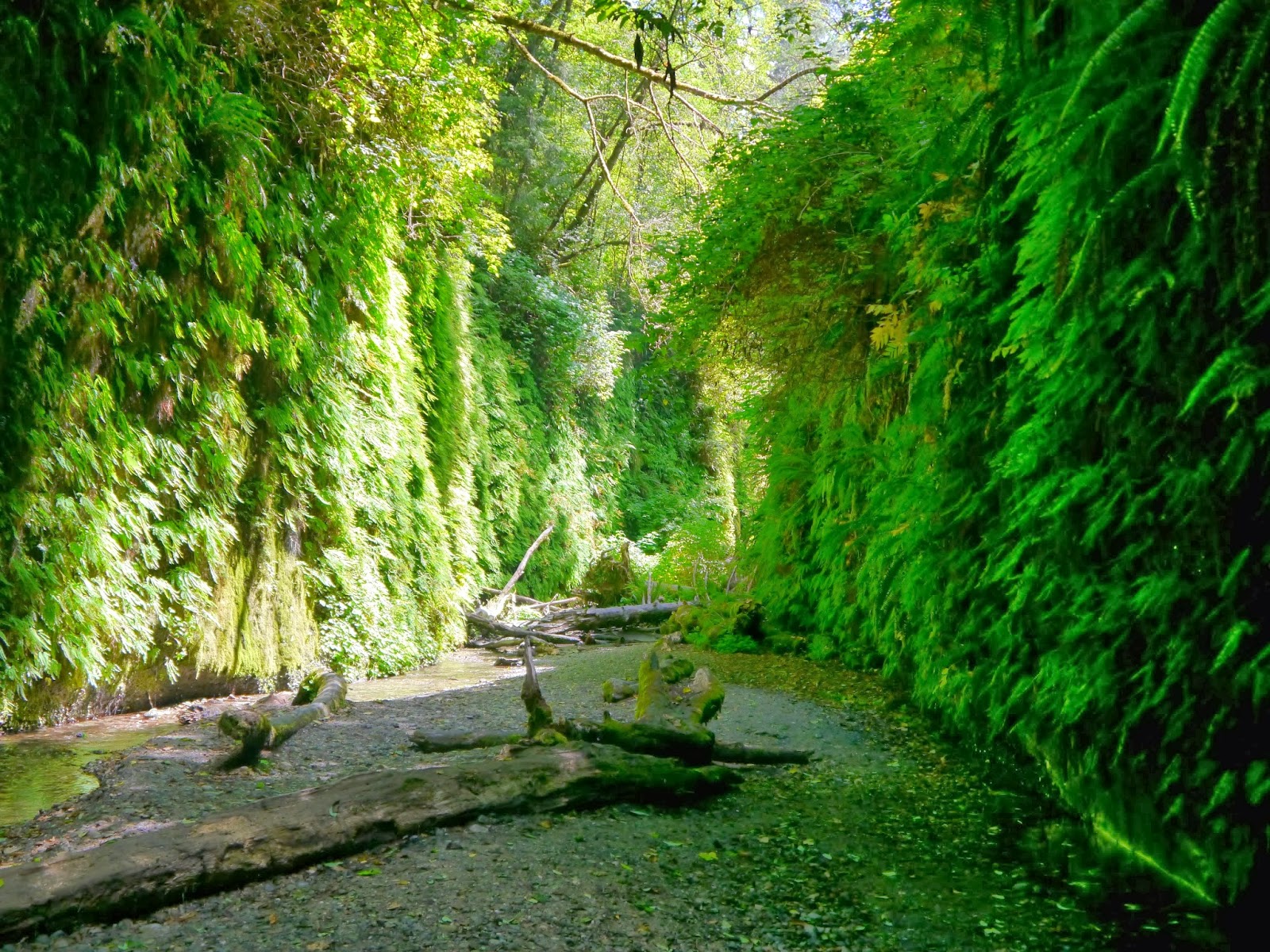 American Travel Journal: Fern Canyon Trail - Redwood National and State ...