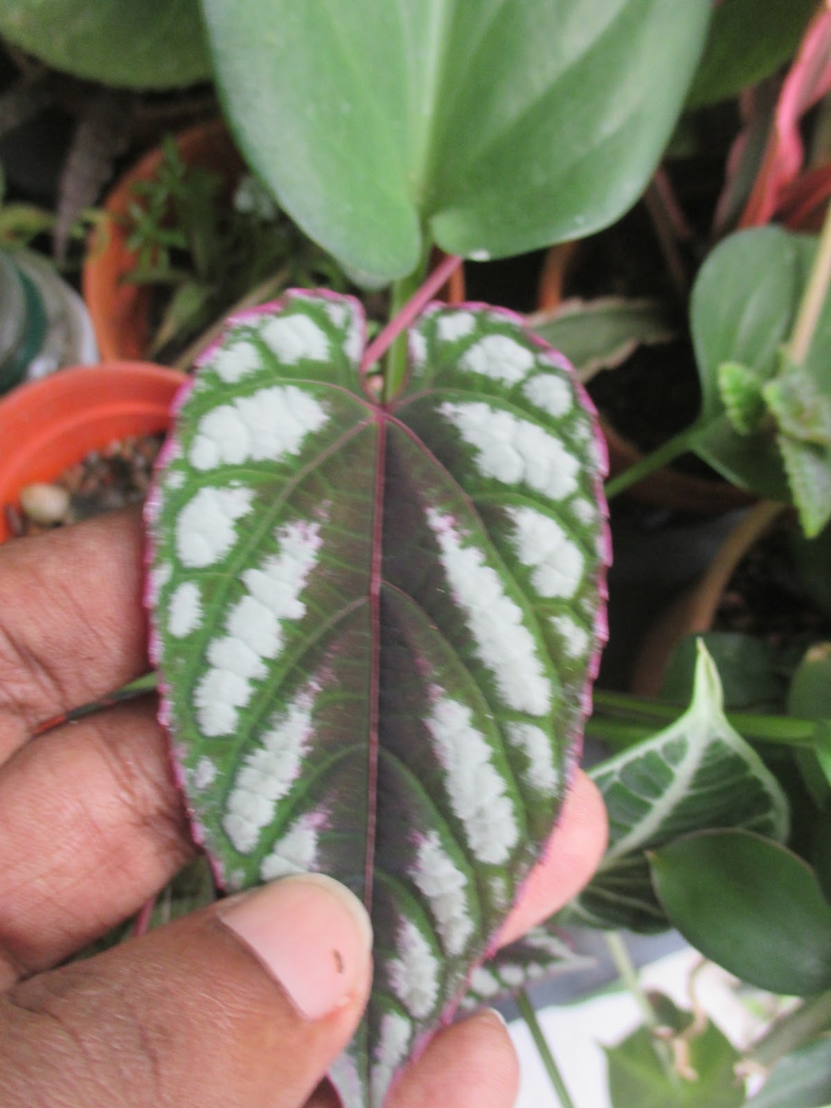 Garden Chronicles : Different Types of Cissus (Names & Images)