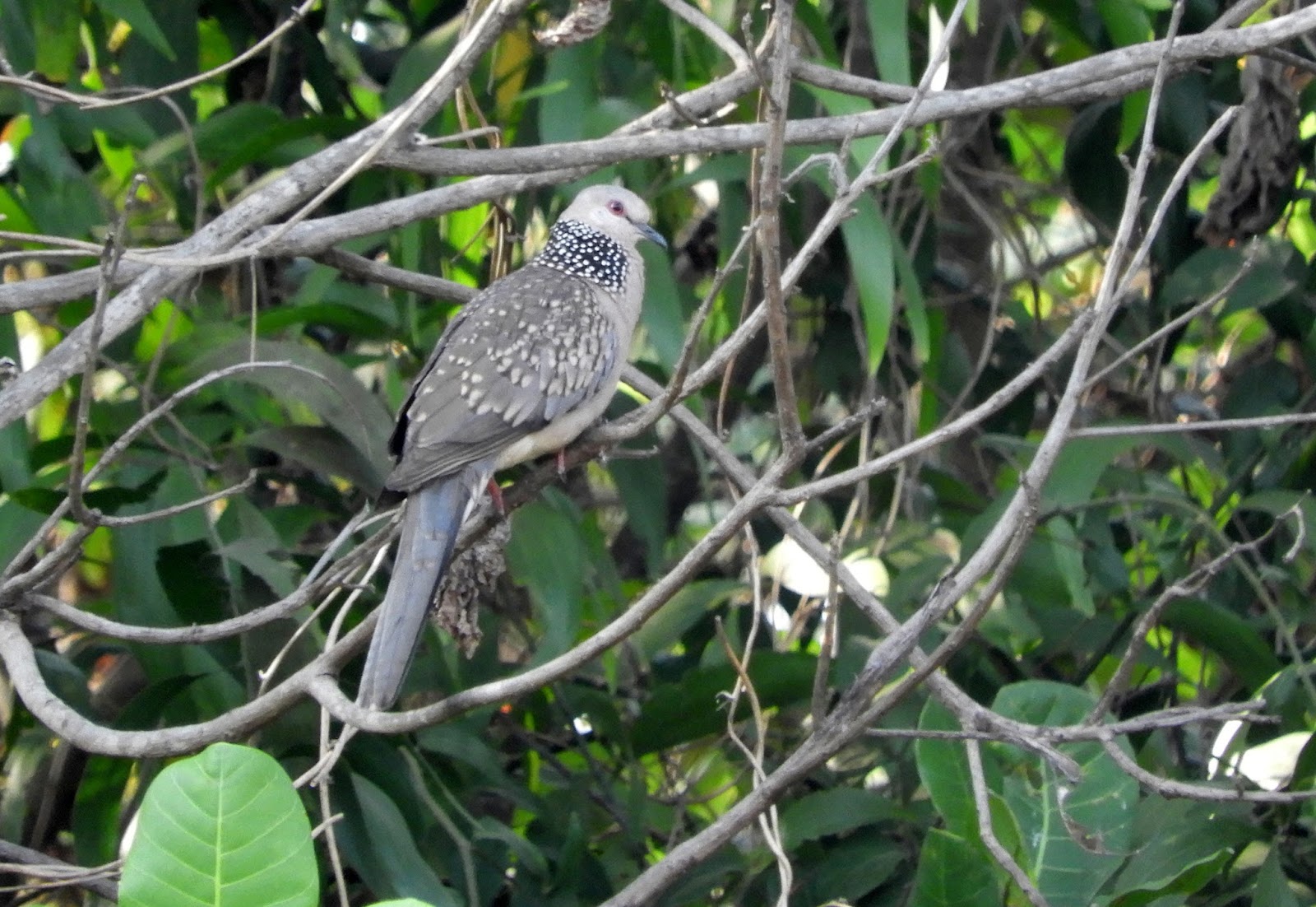 birdingexmouth: South Goa, India