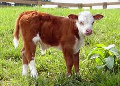 The Sapi Metal Singosari mBoyolali: Sapi Sapi Metal Boyolali