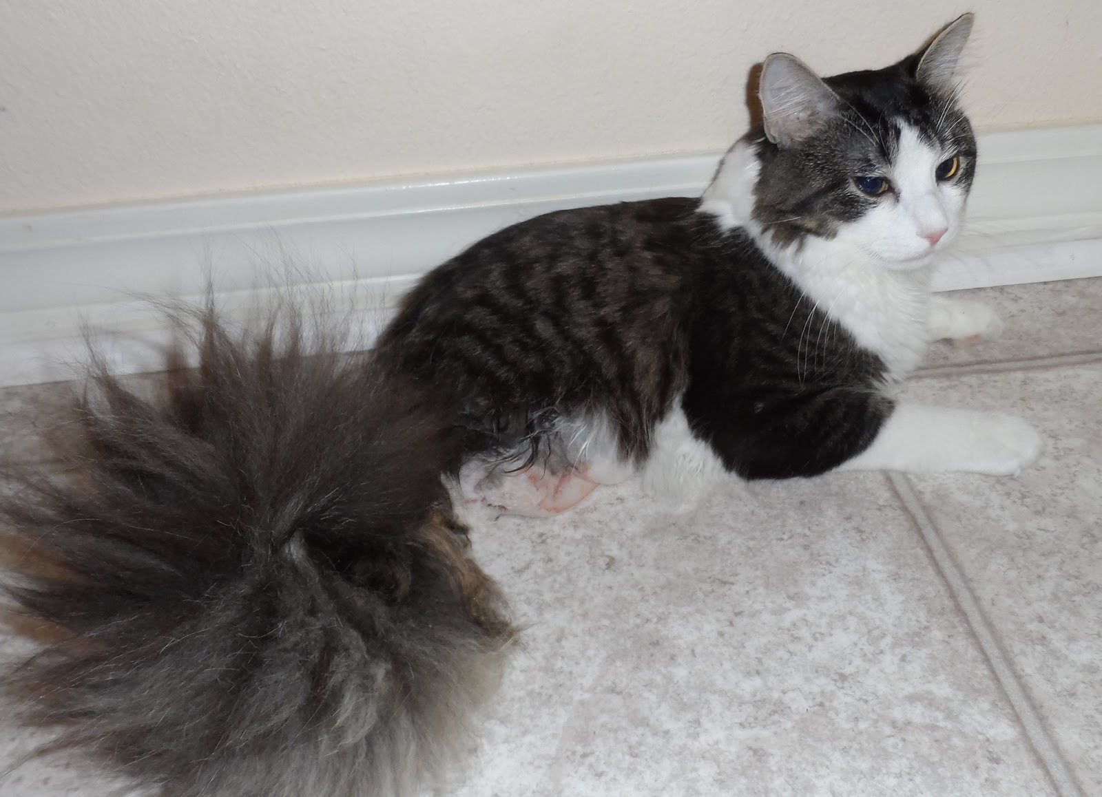 Anakin The Two Legged Cat: Anakin Vet Update