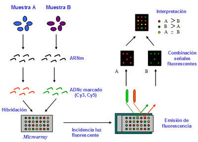 NEUMONÍA: Estudio del contenido genético del S. aureus mediante Microarrays