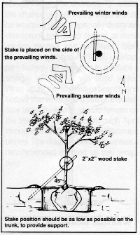 Xtremehorticulture of the Desert: 24 July 2011