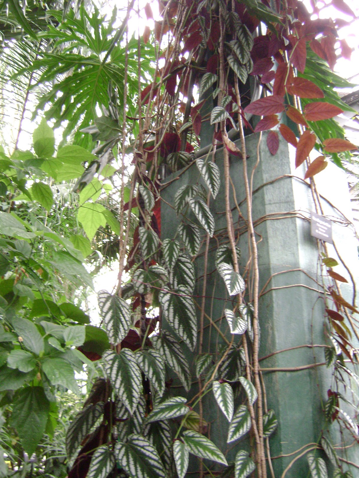 Houseplant Guru: Rambling On About Cissus