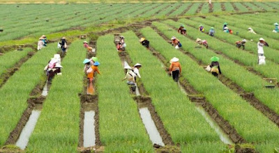 LEISA PERTANIAN: Revolusi Hijau