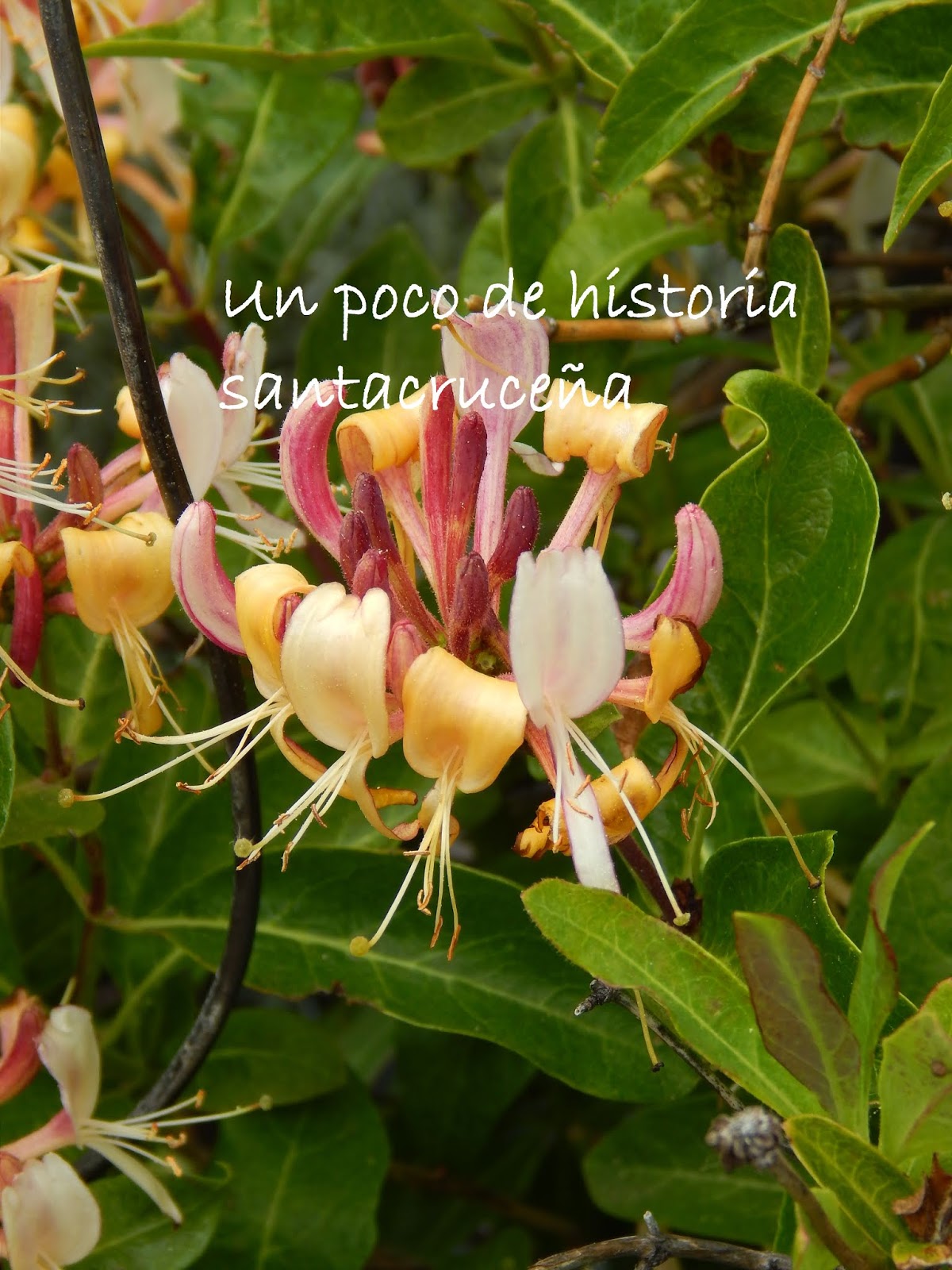 Un poco de historia santacruceña: PUERTO COIG