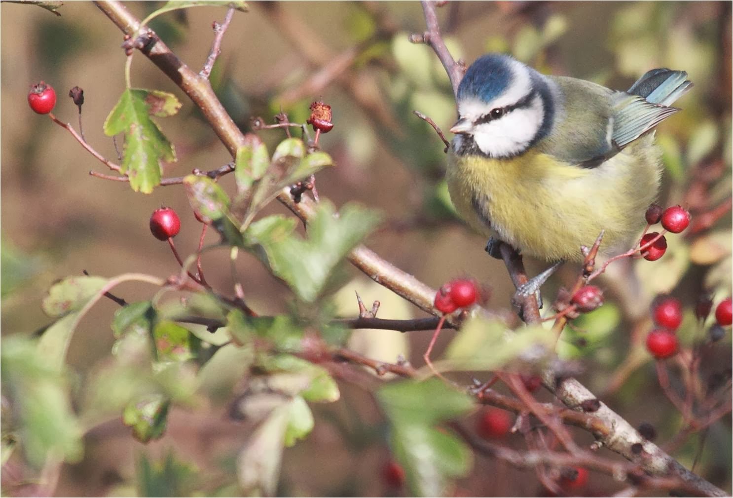 Wanstead Birding: November: not awful, really!