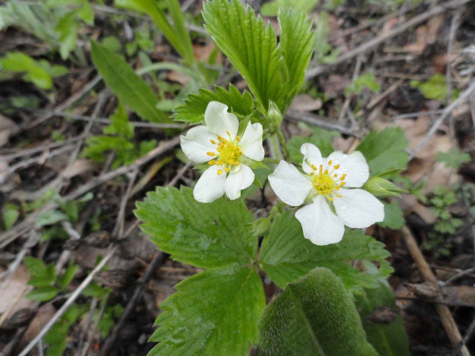 Frumusetile naturii: Fragi de padure (Fragaria vesca)