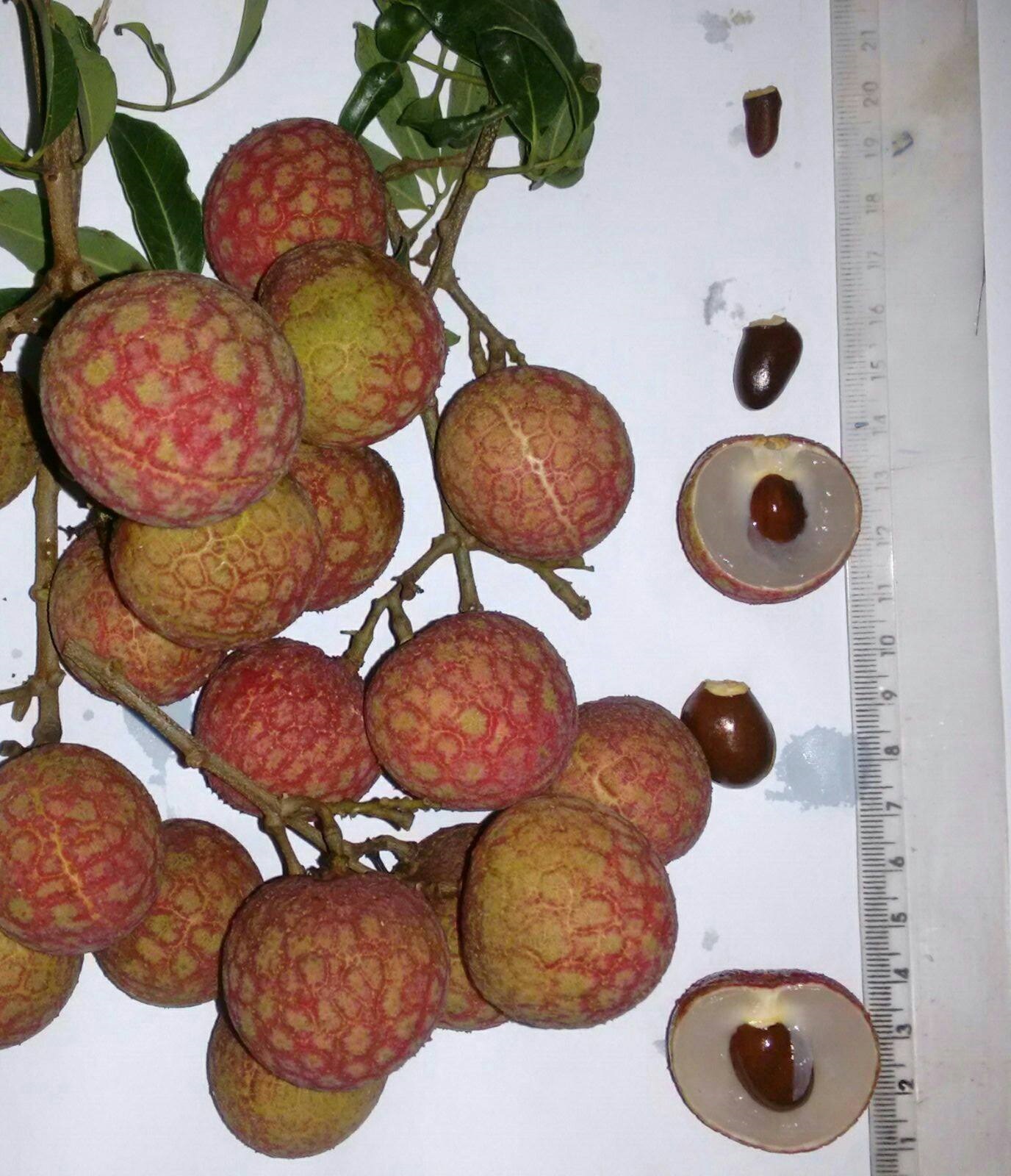 Lichia. Variedade Sweet cliff.